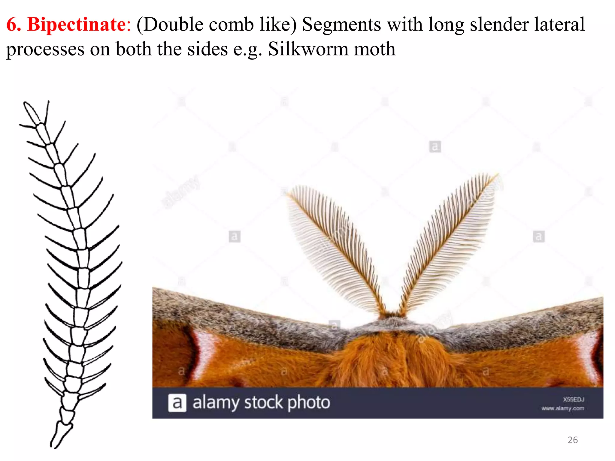 Types of insect heads and antennae | PPTX