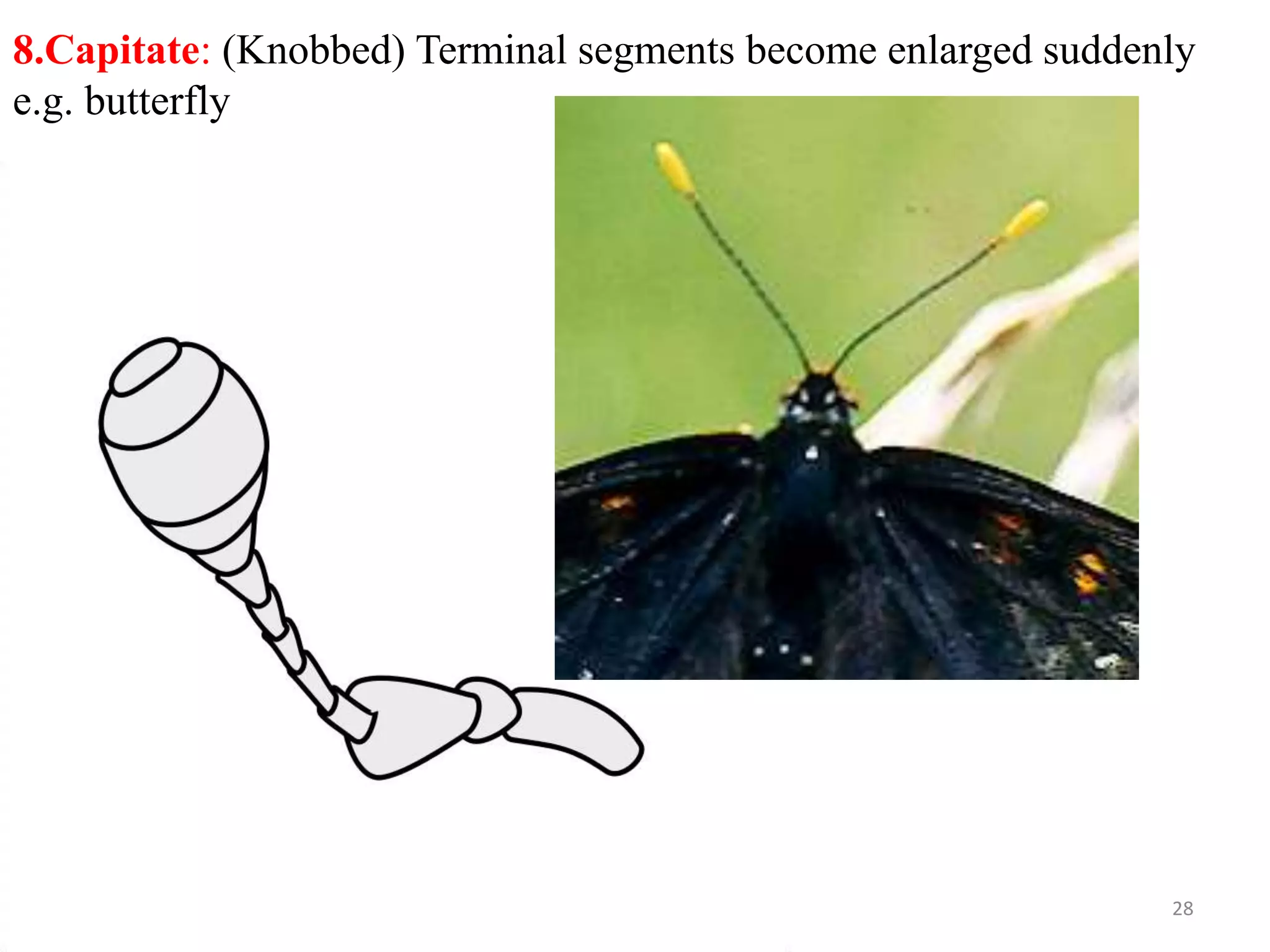 Types of insect heads and antennae | PPTX