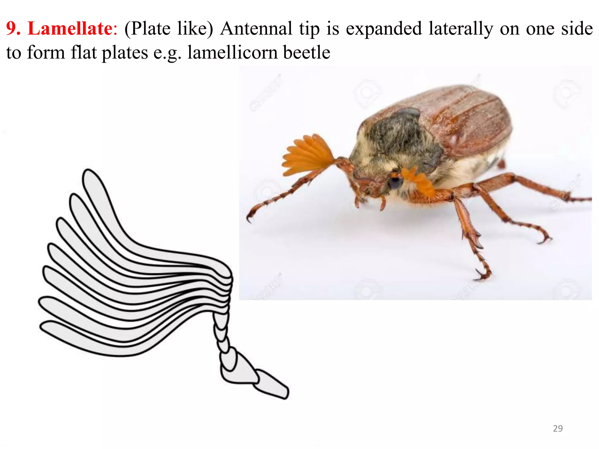 Types of insect heads and antennae | PPTX