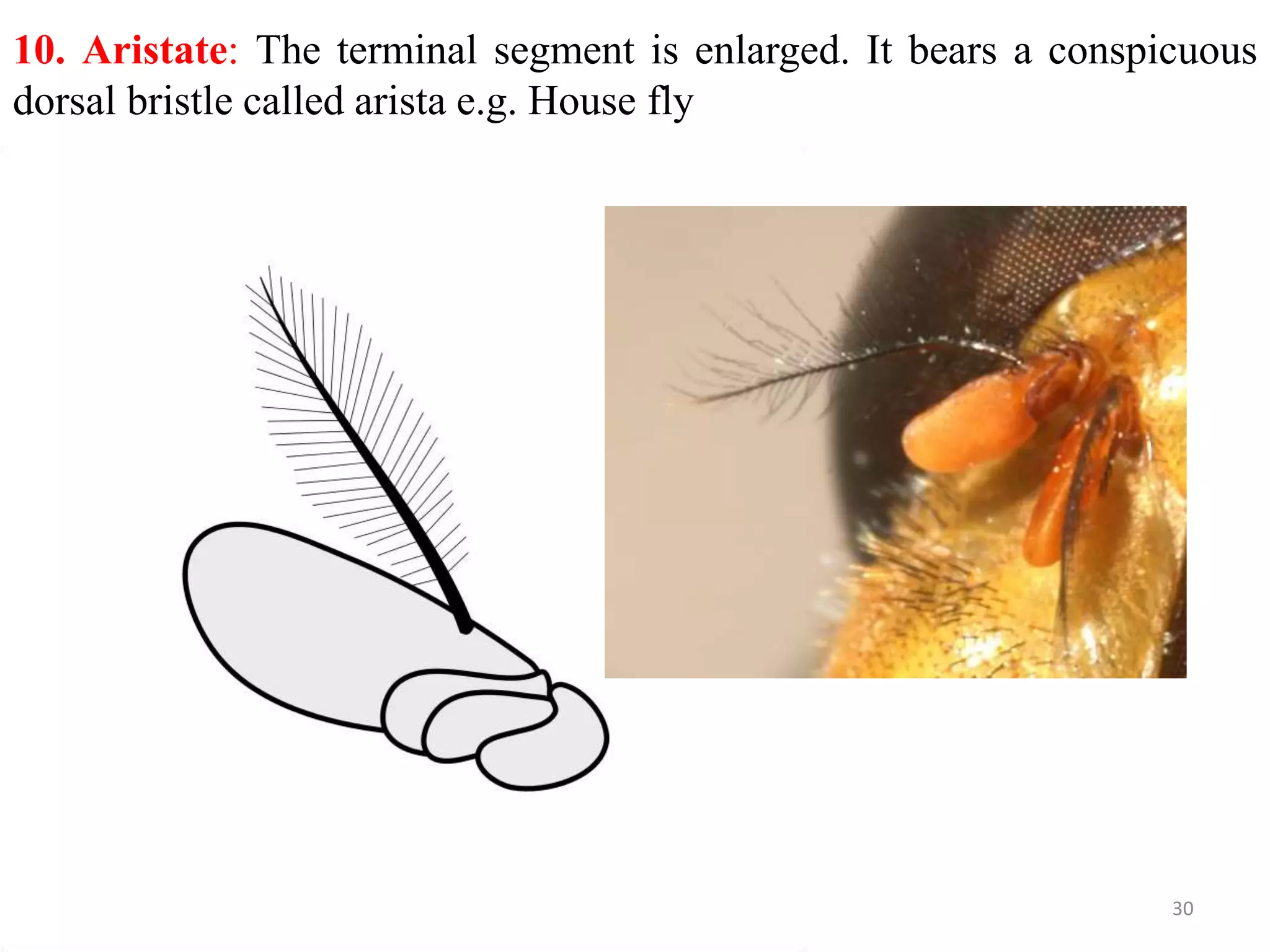 Types of insect heads and antennae | PPTX