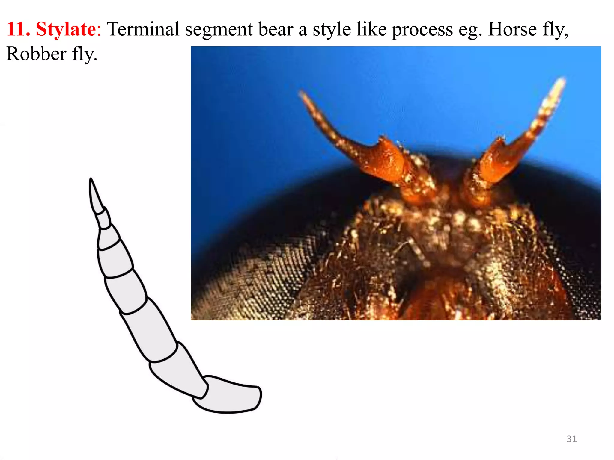 Types of insect heads and antennae | PPTX
