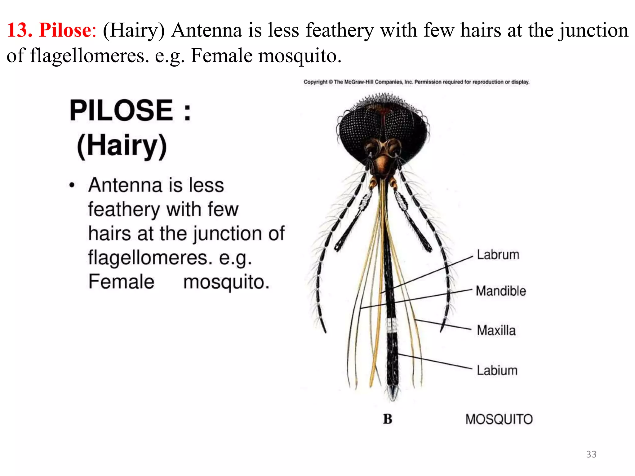 Types of insect heads and antennae | PPTX