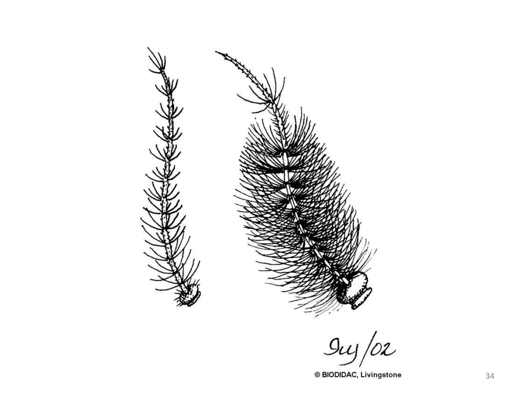 Types of insect heads and antennae | PPTX