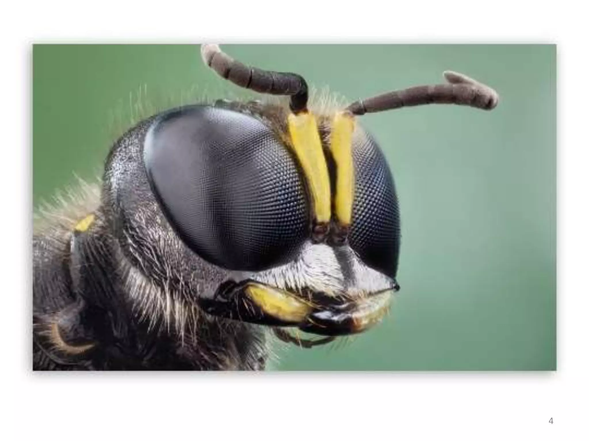 Types of insect heads and antennae | PPTX