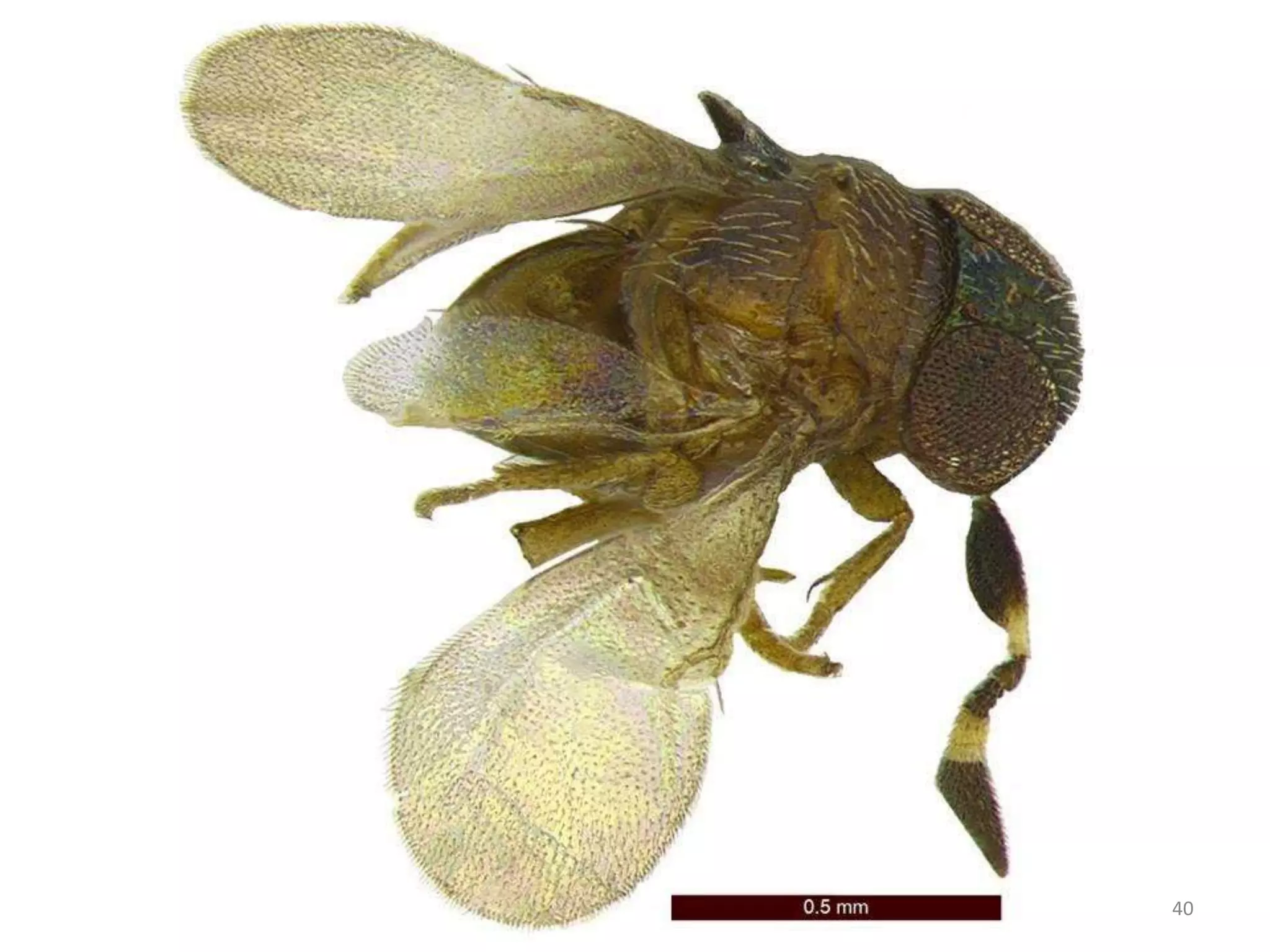 Types of insect heads and antennae | PPTX