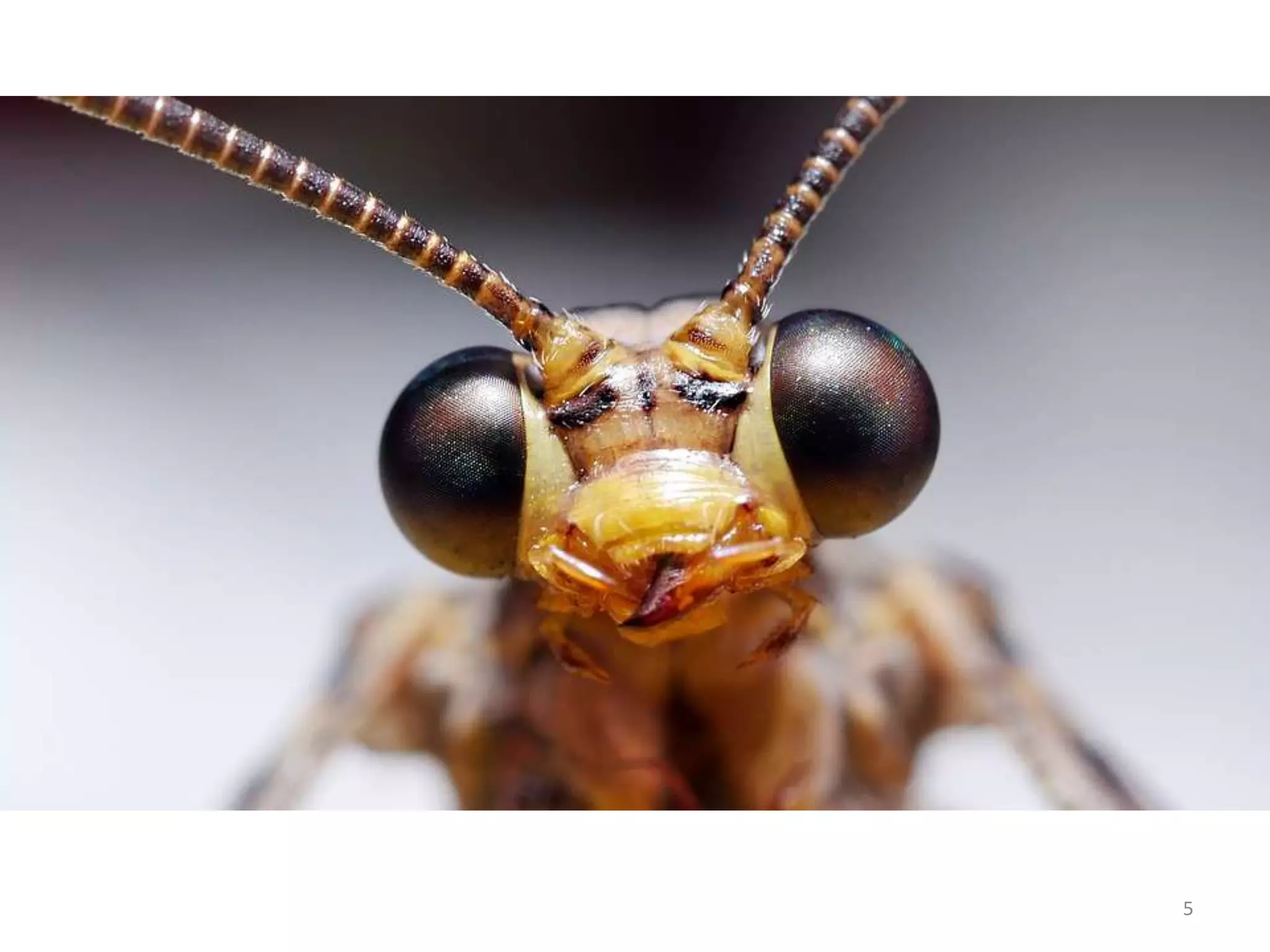 Types of insect heads and antennae | PPTX