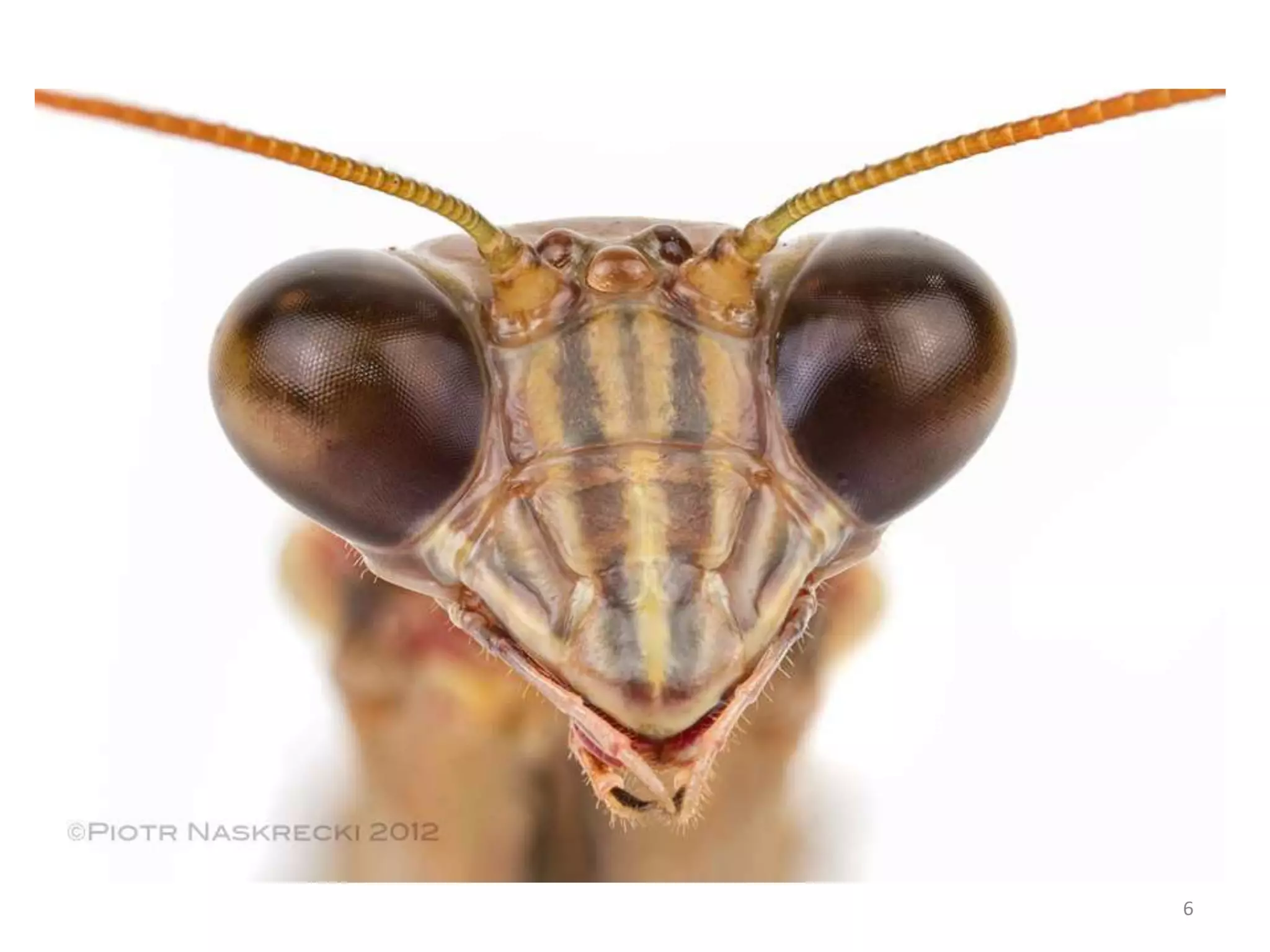 Types of insect heads and antennae | PPTX