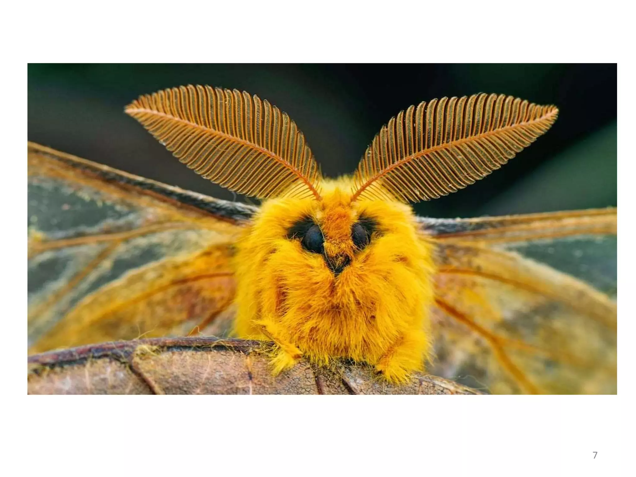 Types of insect heads and antennae | PPTX