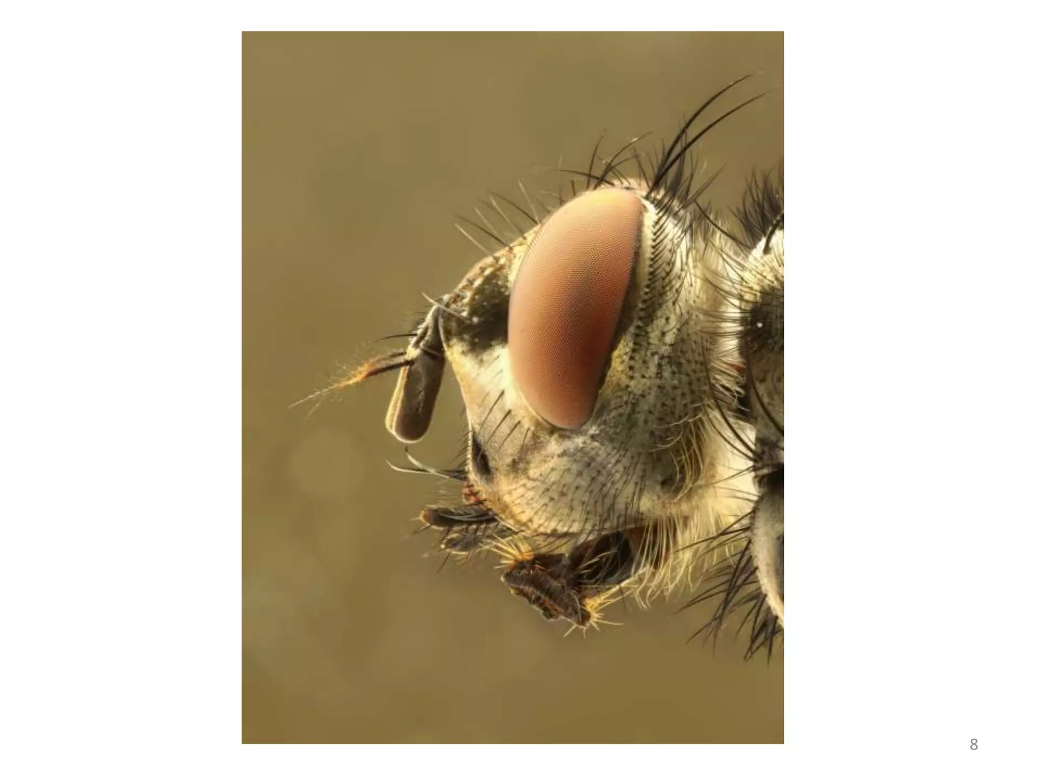 Types of insect heads and antennae | PPTX