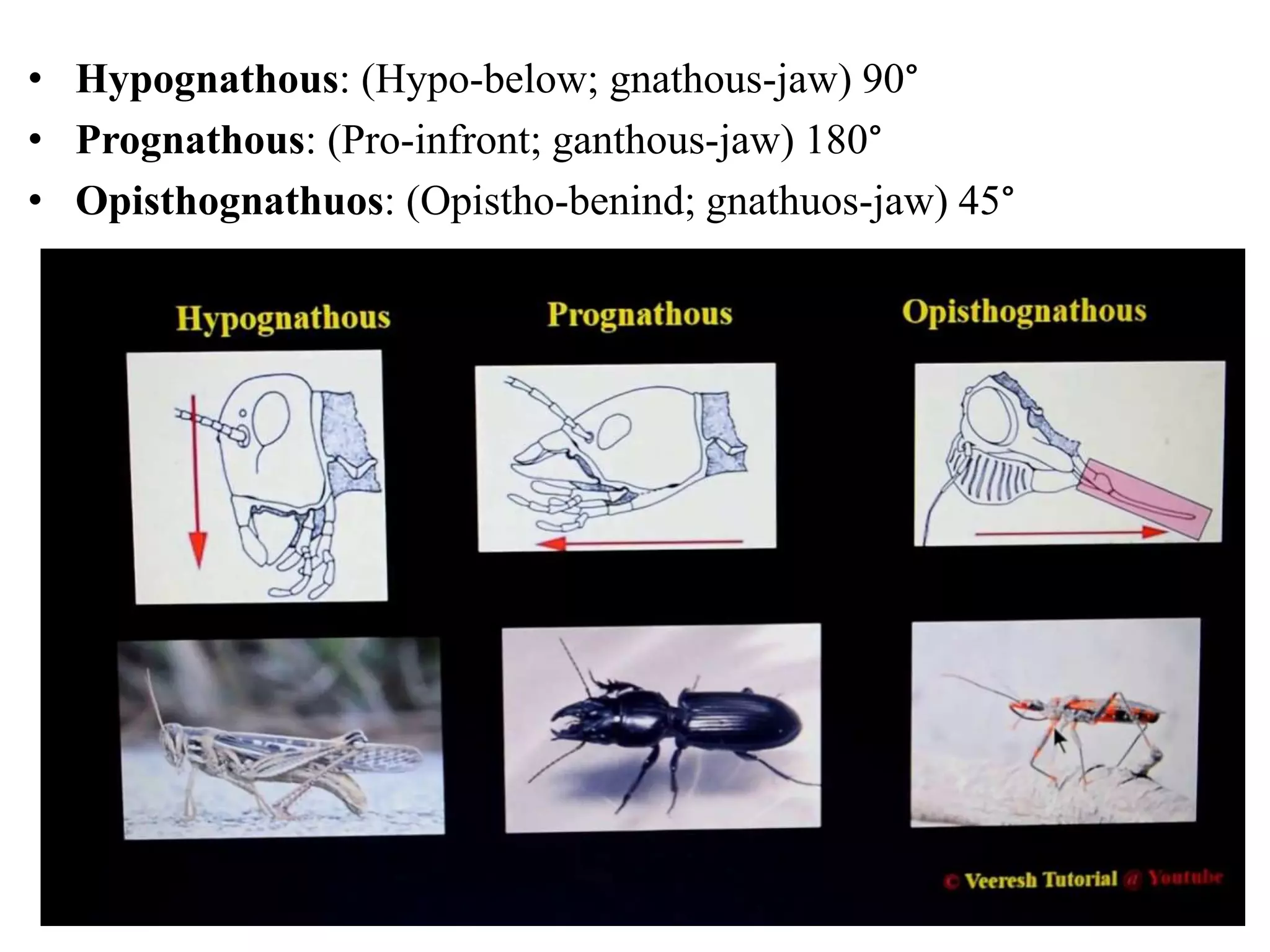 Types of insect heads and antennae | PPTX
