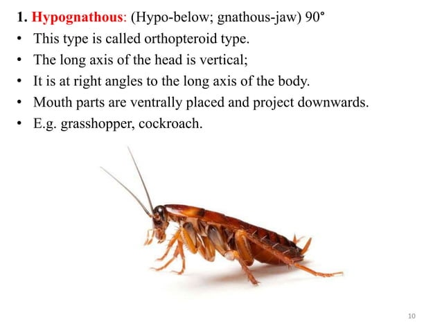 Types of insect heads and antennae | PPTX
