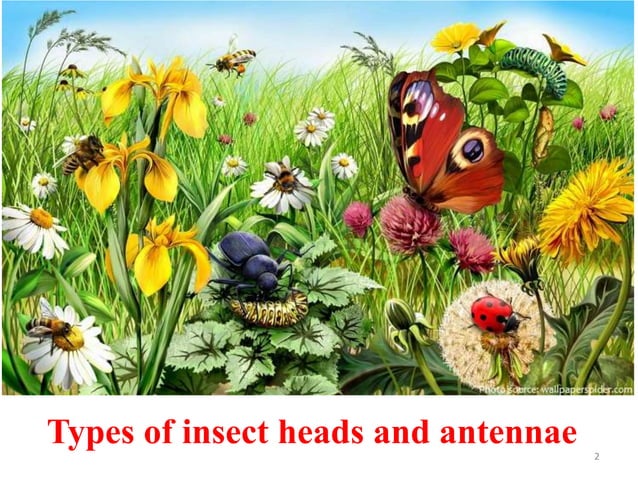 Types of insect heads and antennae | PPTX