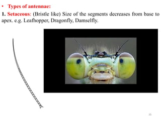 Types of insect heads and antennae | PPTX