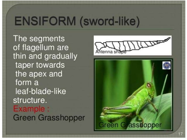 Types of insect heads and antennae | PPTX