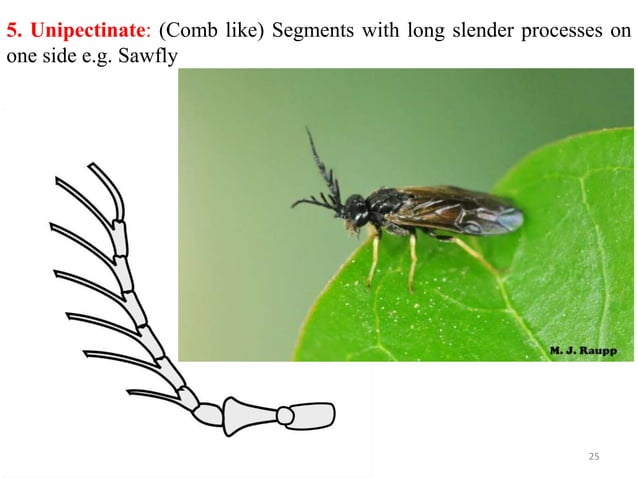 Types of insect heads and antennae | PPTX
