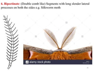 Types of insect heads and antennae | PPTX