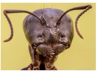 Types of insect heads and antennae | PPTX