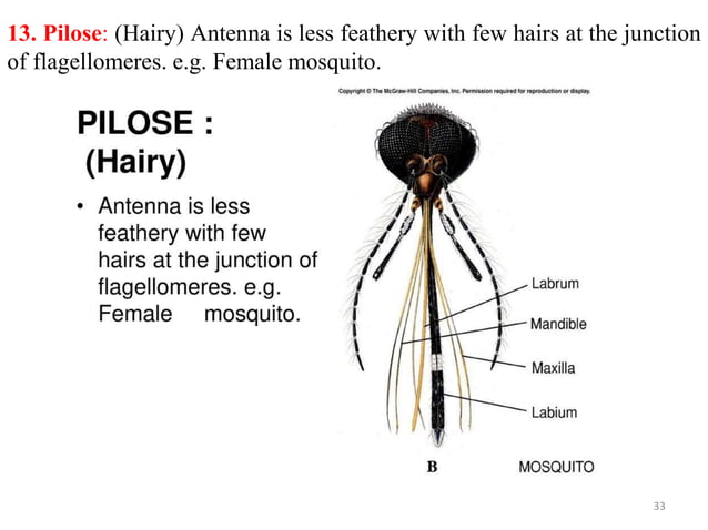 Types of insect heads and antennae | PPTX