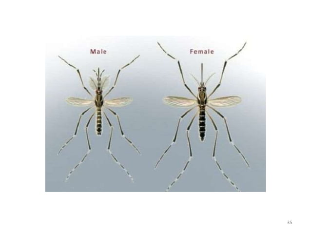 Types of insect heads and antennae | PPTX