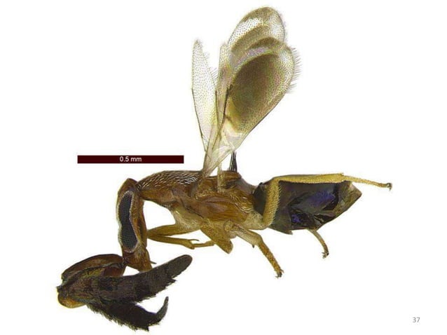 Types of insect heads and antennae | PPTX