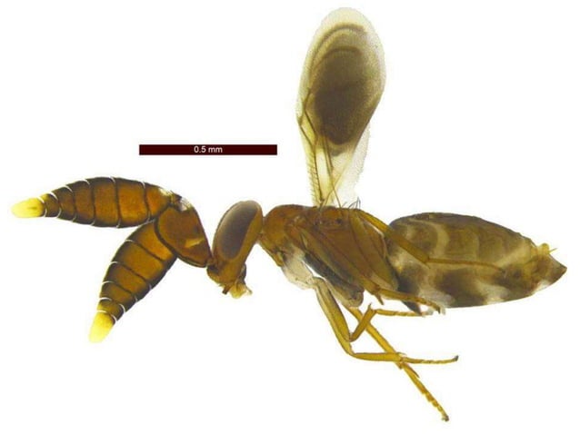 Types of insect heads and antennae | PPTX