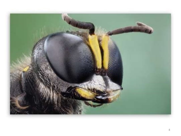 Types of insect heads and antennae | PPTX
