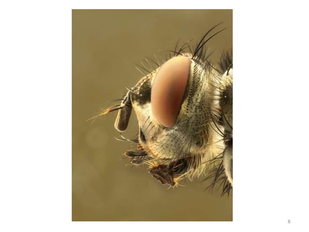 Types of insect heads and antennae | PPTX