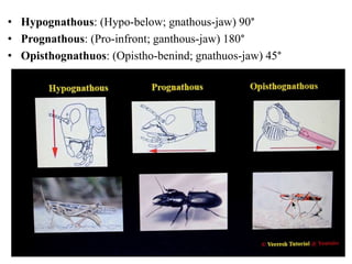 Types of insect heads and antennae | PPTX