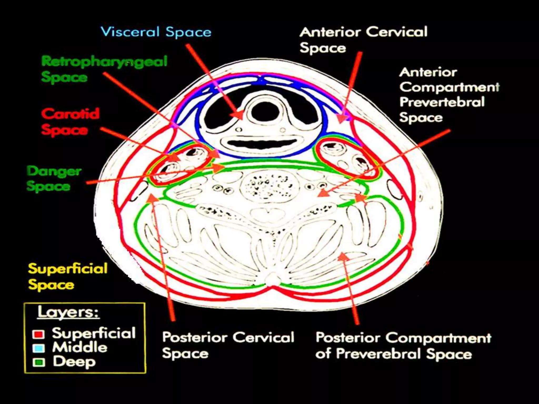 Anatomy of neck, deep neck spaces | PPT