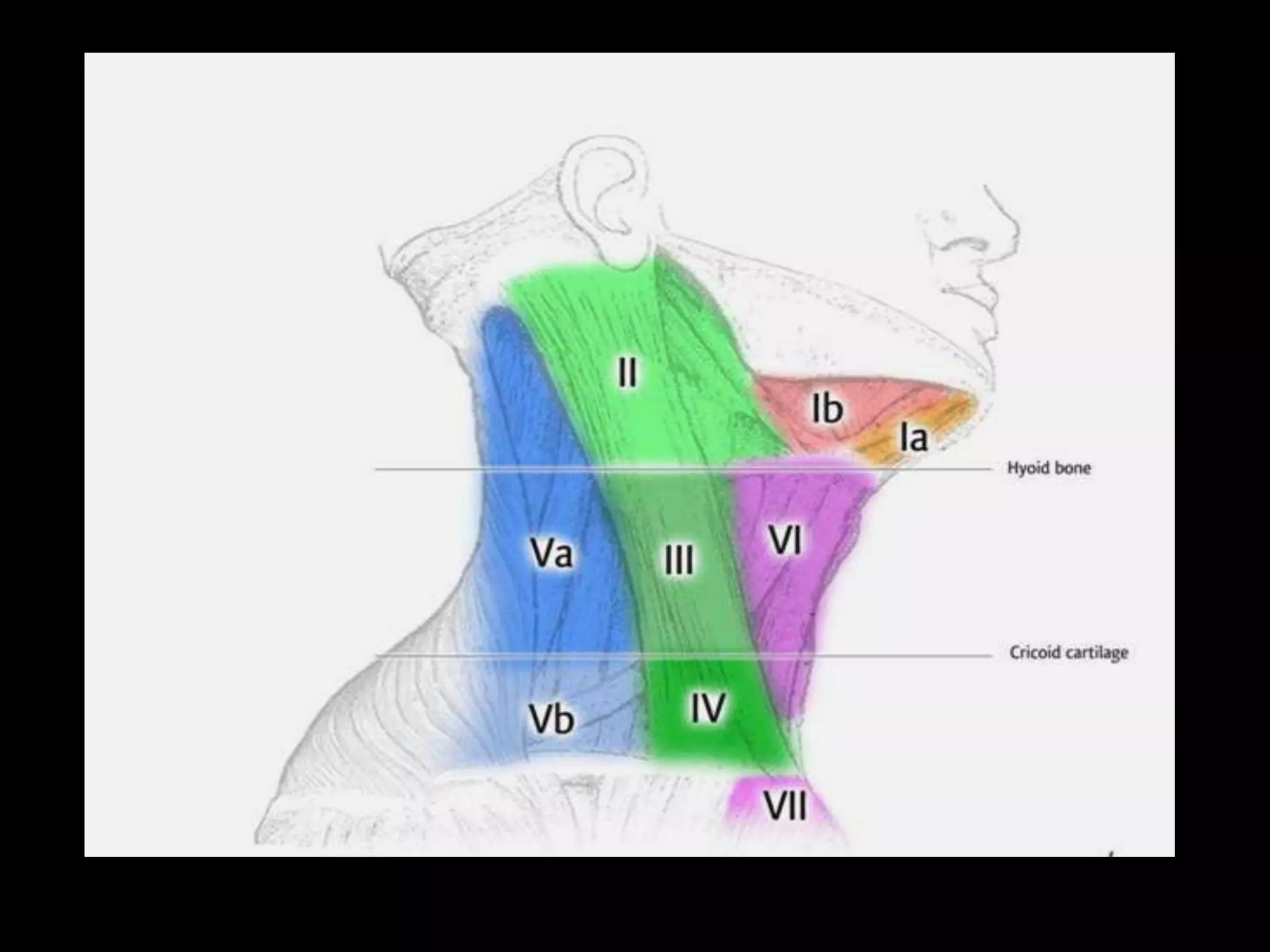 Anatomy of neck, deep neck spaces | PPT