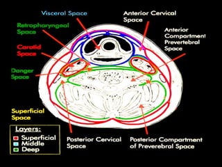 Anatomy of neck, deep neck spaces | PPT