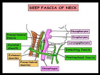 Anatomy of neck, deep neck spaces | PPT