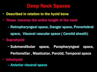 Anatomy of neck, deep neck spaces | PPT