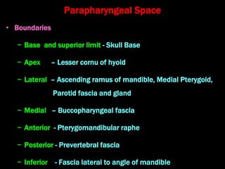 Anatomy of neck, deep neck spaces | PPT
