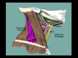 Anatomy of neck, deep neck spaces | PPT