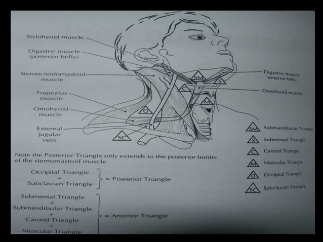 Anatomy of neck, deep neck spaces | PPT