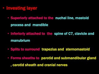 Anatomy of neck, deep neck spaces | PPT