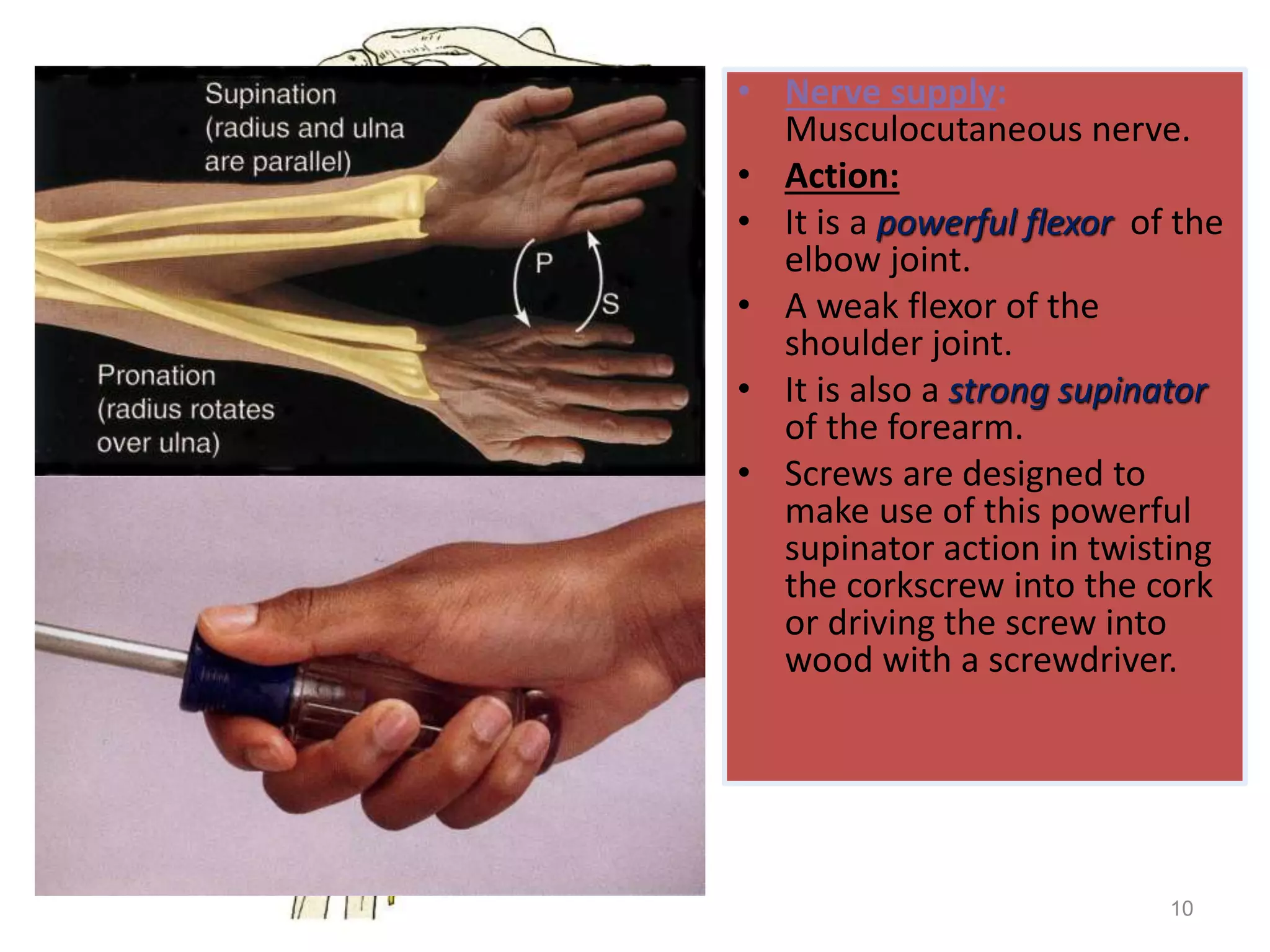 Arm and cubital fossa- Dr.K.S.Ravi