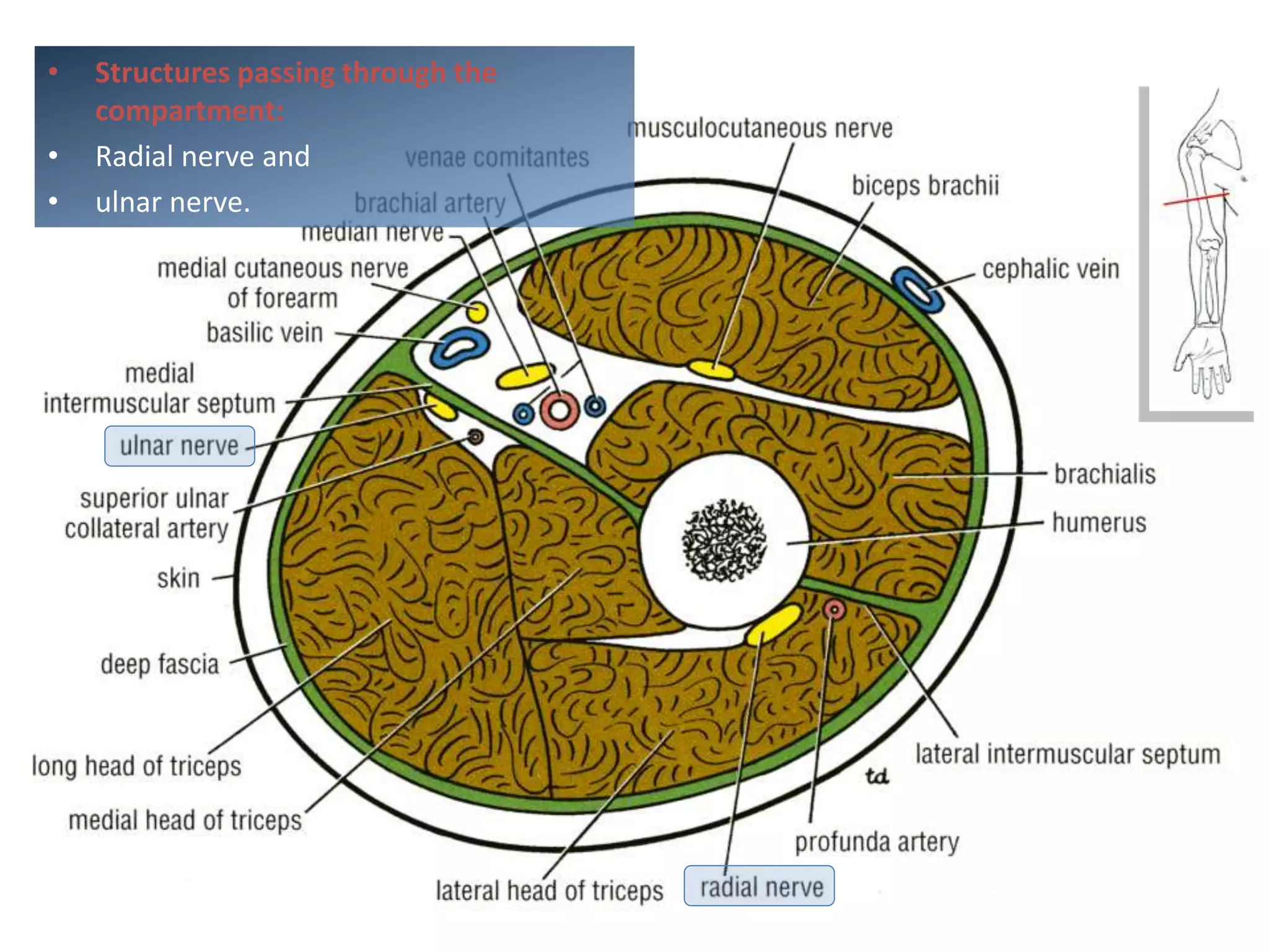 Arm and cubital fossa- Dr.K.S.Ravi