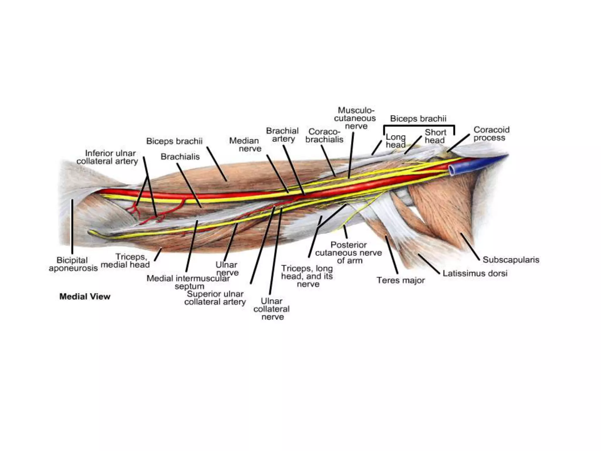 Arm and cubital fossa- Dr.K.S.Ravi