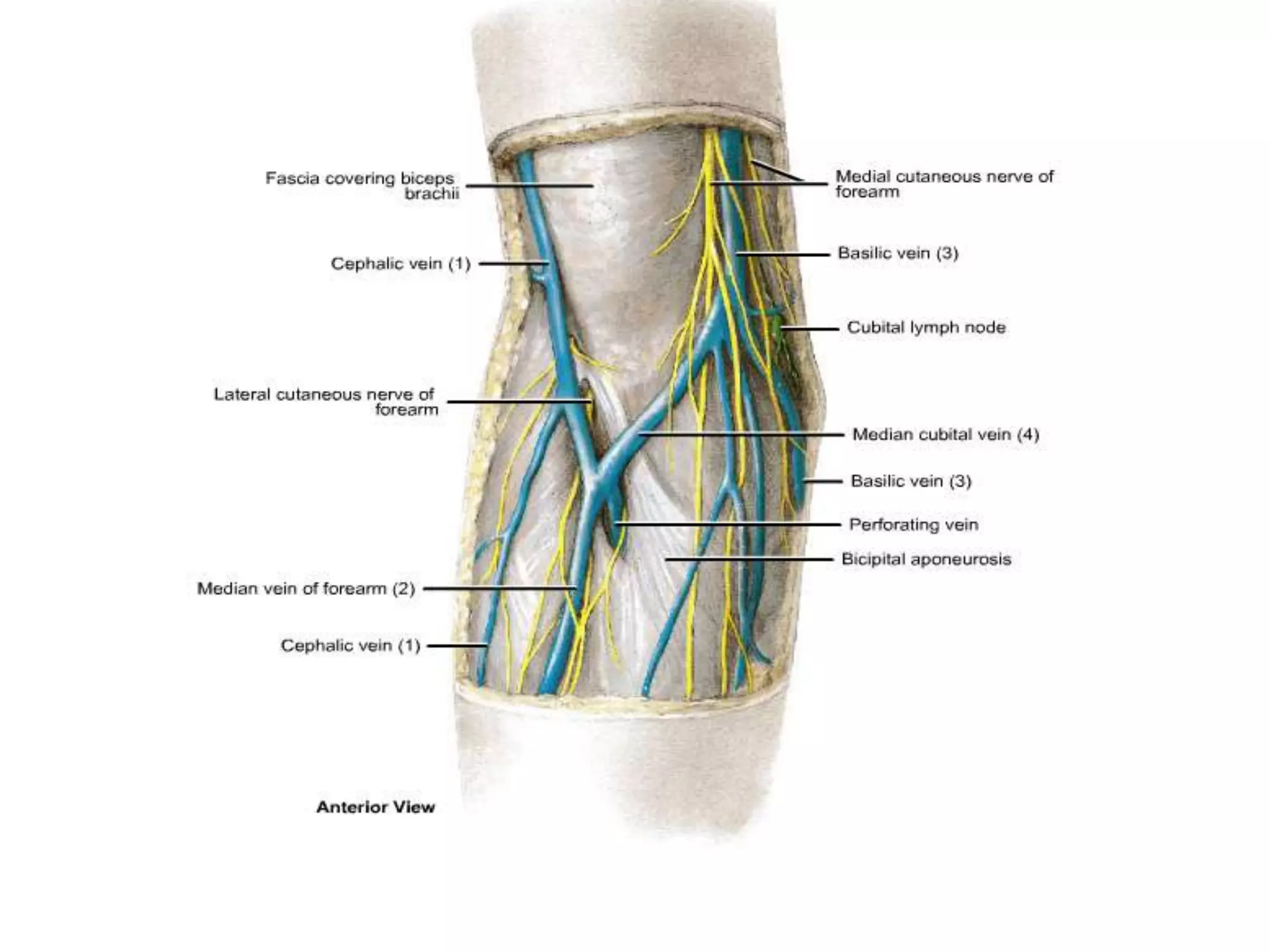 Arm and cubital fossa- Dr.K.S.Ravi