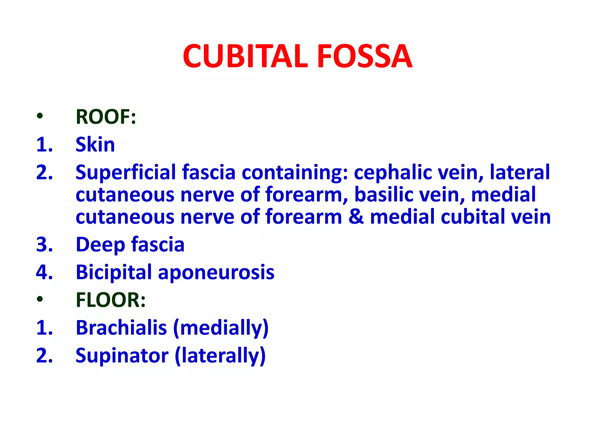 Arm and cubital fossa- Dr.K.S.Ravi