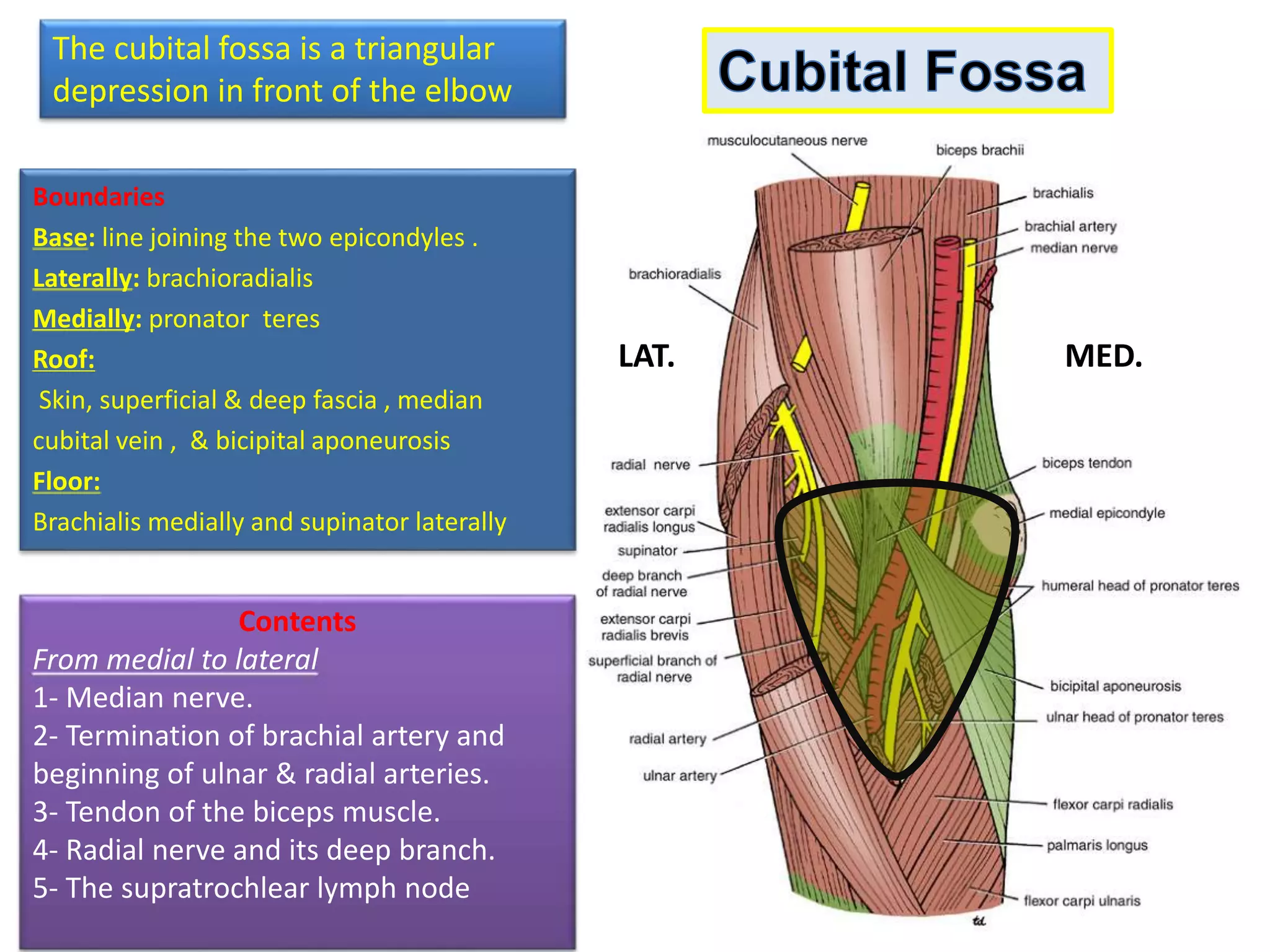 Arm and cubital fossa- Dr.K.S.Ravi