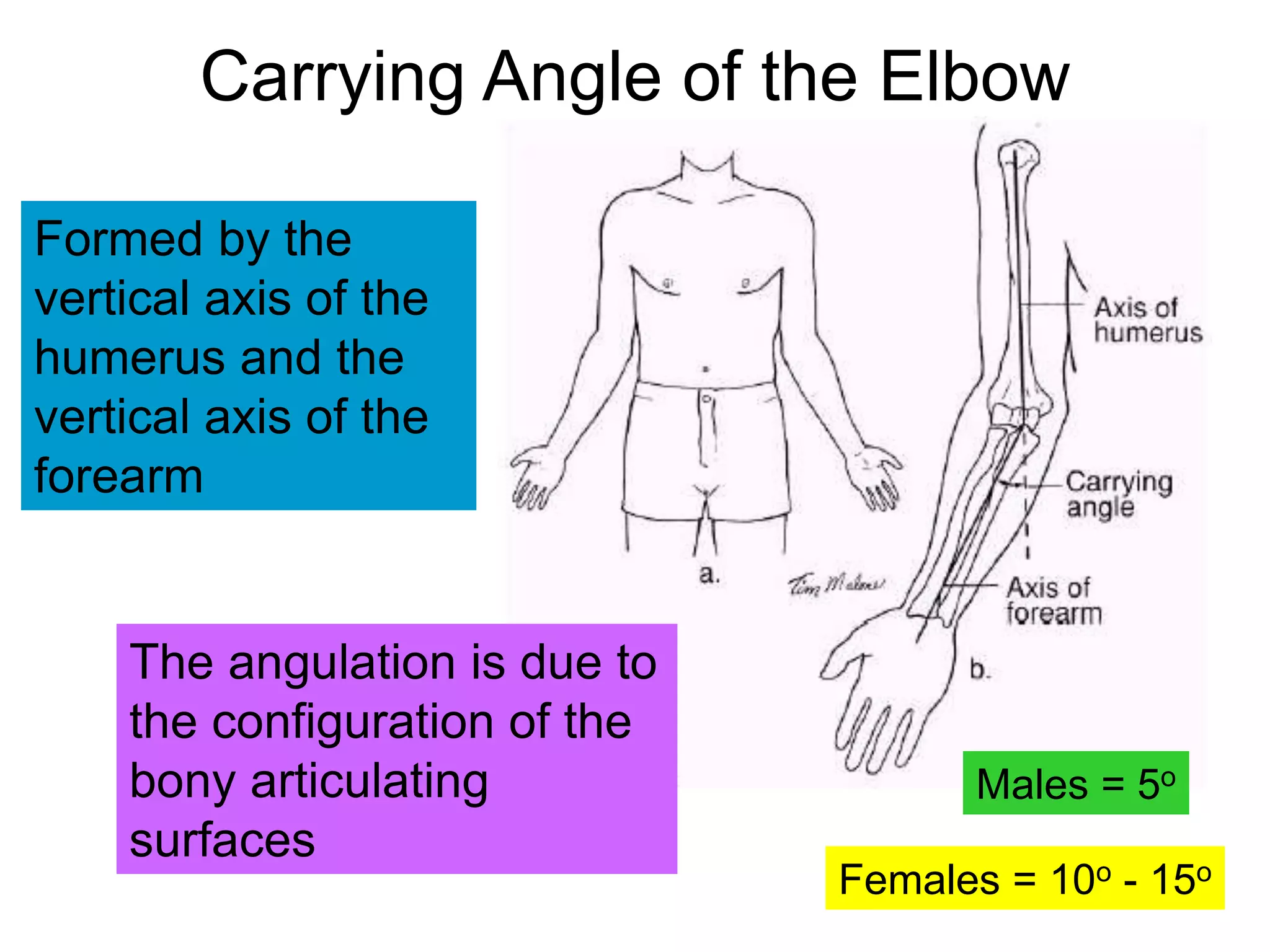 Arm and cubital fossa- Dr.K.S.Ravi