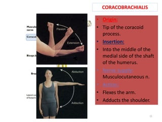 Arm and cubital fossa- Dr.K.S.Ravi