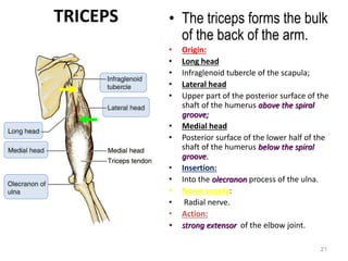 Arm and cubital fossa- Dr.K.S.Ravi