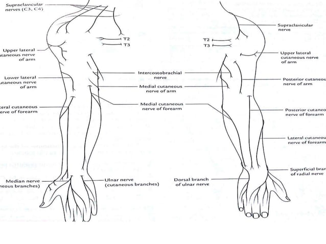 Arm and cubital fossa- Dr.K.S.Ravi | Death, Injury, or Military ...