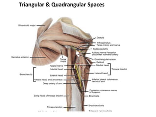Arm and cubital fossa- Dr.K.S.Ravi