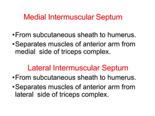 Arm and cubital fossa- Dr.K.S.Ravi