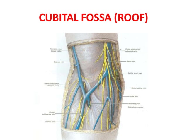 Arm and cubital fossa- Dr.K.S.Ravi | Death, Injury, or Military ...